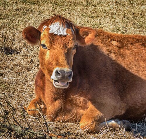 Friends of Kinder Farm Park