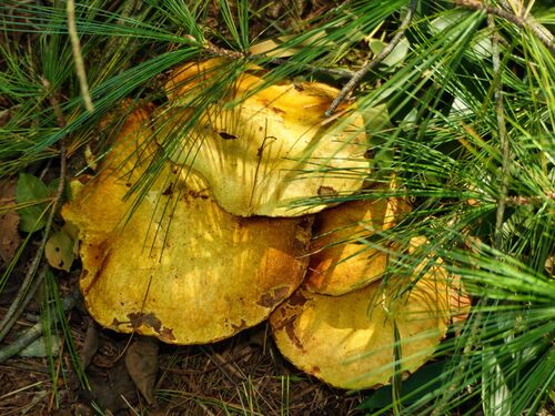 Friends of Kinder Farm Park